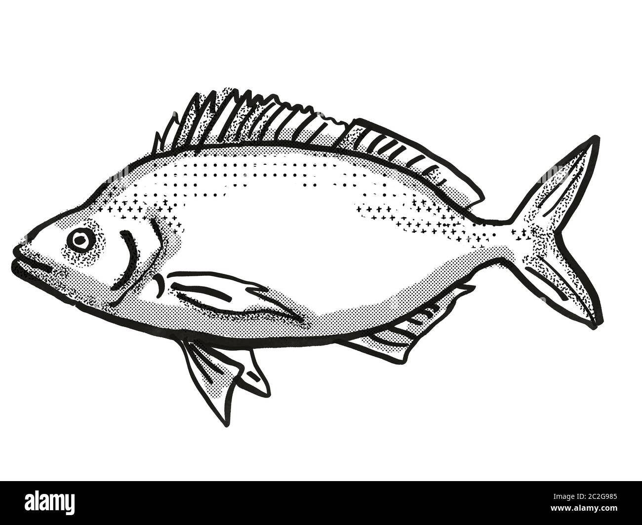 Silver perch drawing hi-res stock photography and images - Alamy