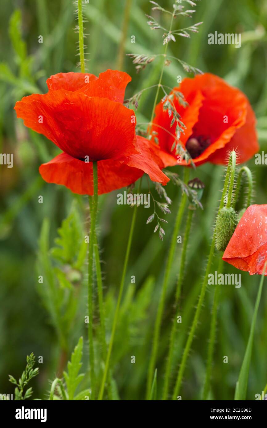 corn poppy, corn rose (Papaver rhoeas Stock Photo - Alamy