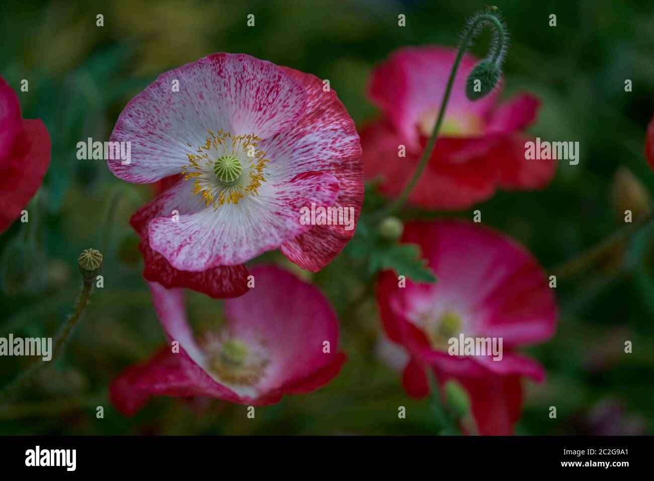 Blooming poppy Papaver rhoeas common poppy,corn poppy, corn rose, field ...