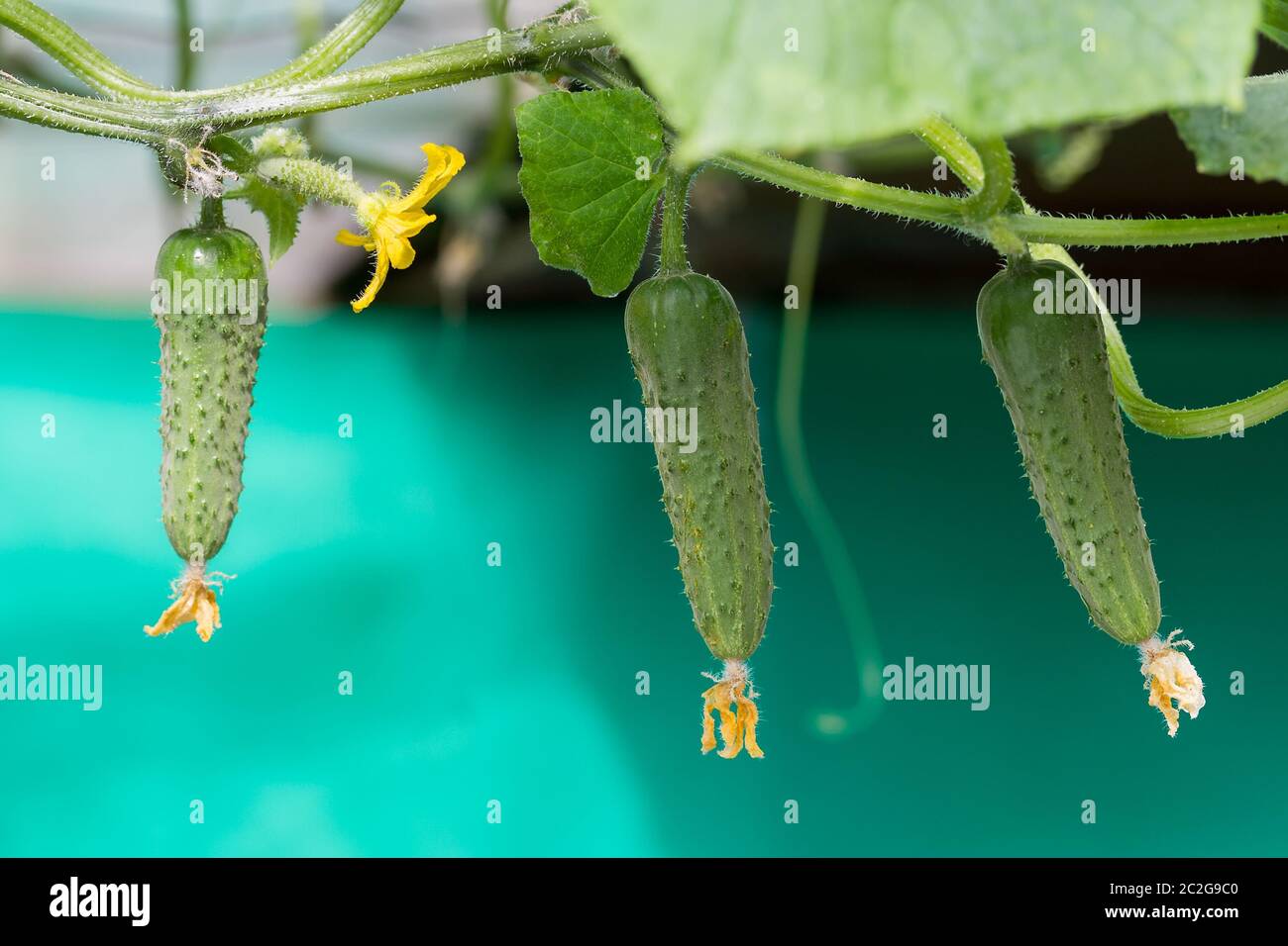 Greenhouse variety cucumber hi-res stock photography and images - Alamy