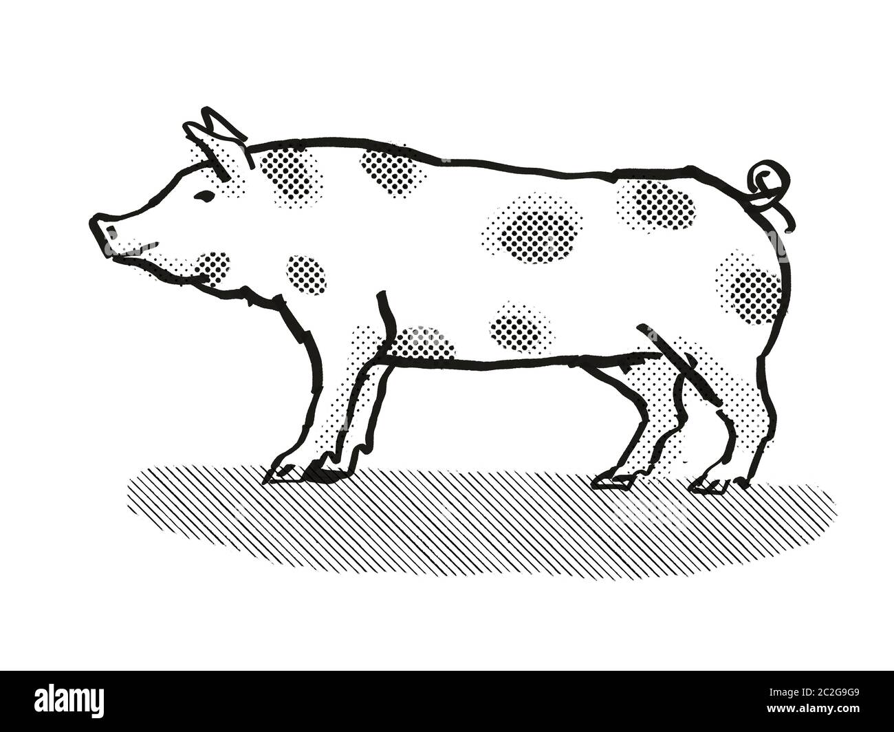 Retro cartoon style drawing of a Pietrain sow or boar, a pig breed ...