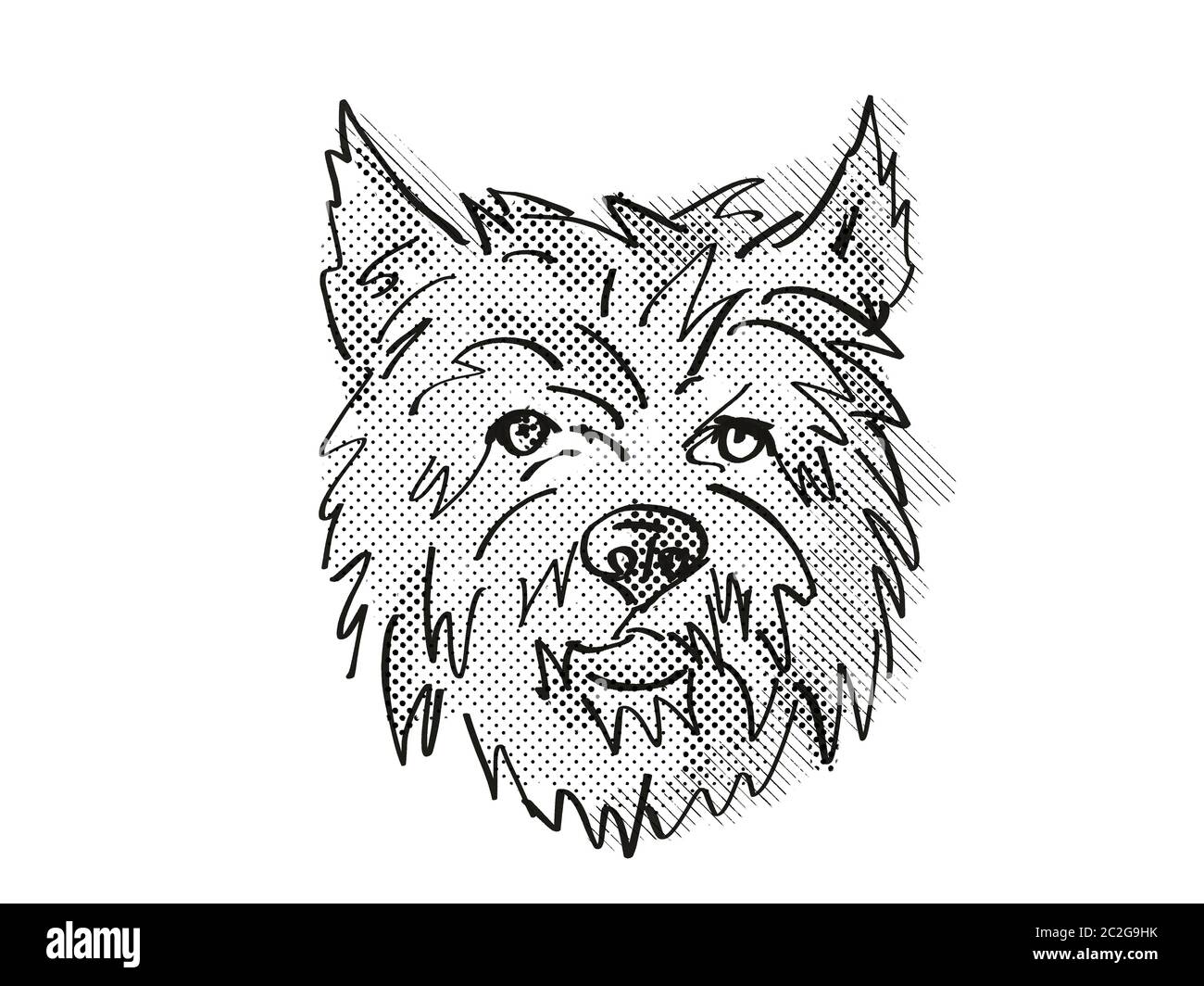 Retro cartoon style drawing of head of a Cairn Terrier, a domestic dog ...