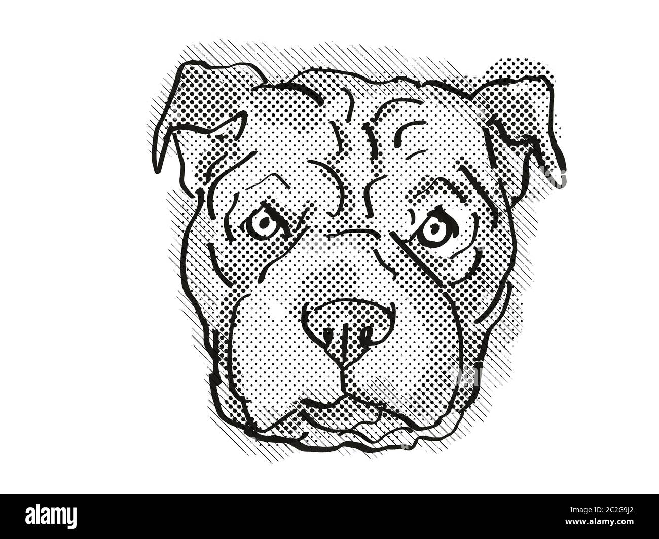 Retro cartoon style drawing of head of a Chinese Shar-Pei, a domestic ...