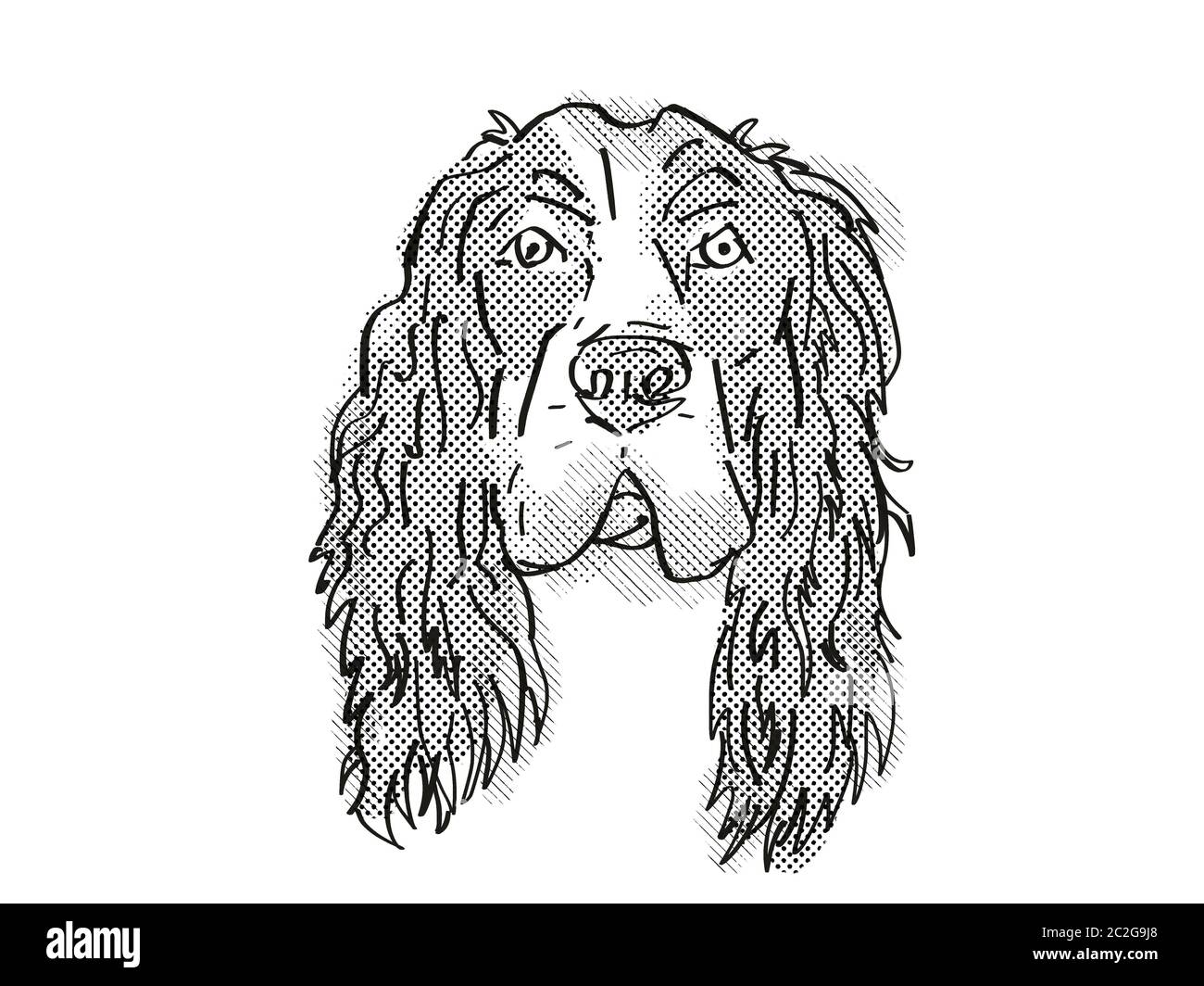 Retro cartoon style drawing of head of a English Cocker Spaniel, a ...