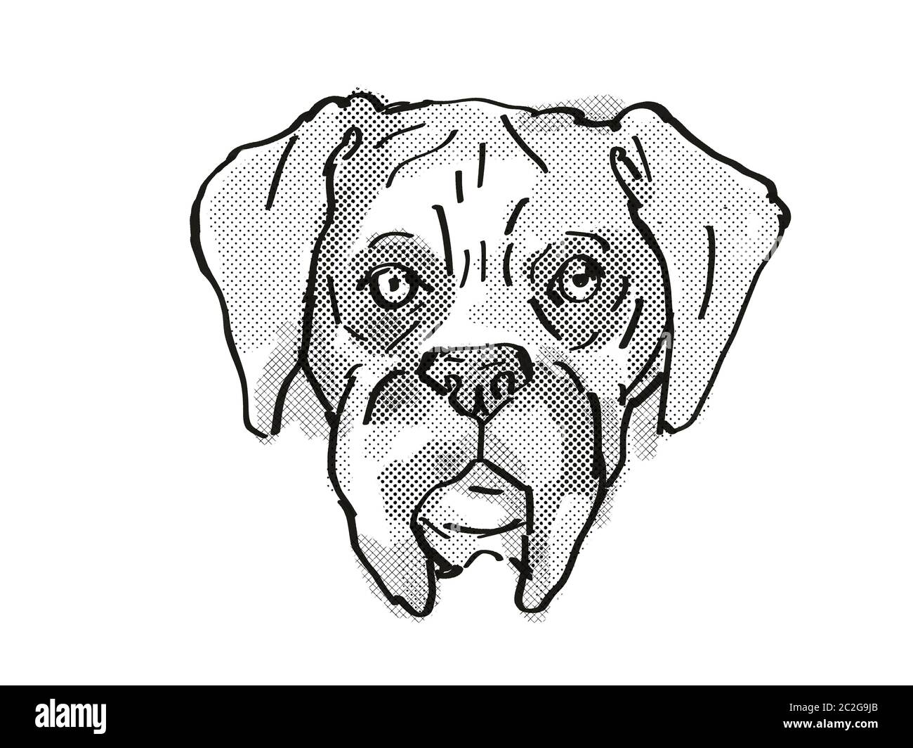 Animal Farm Boxer Drawing