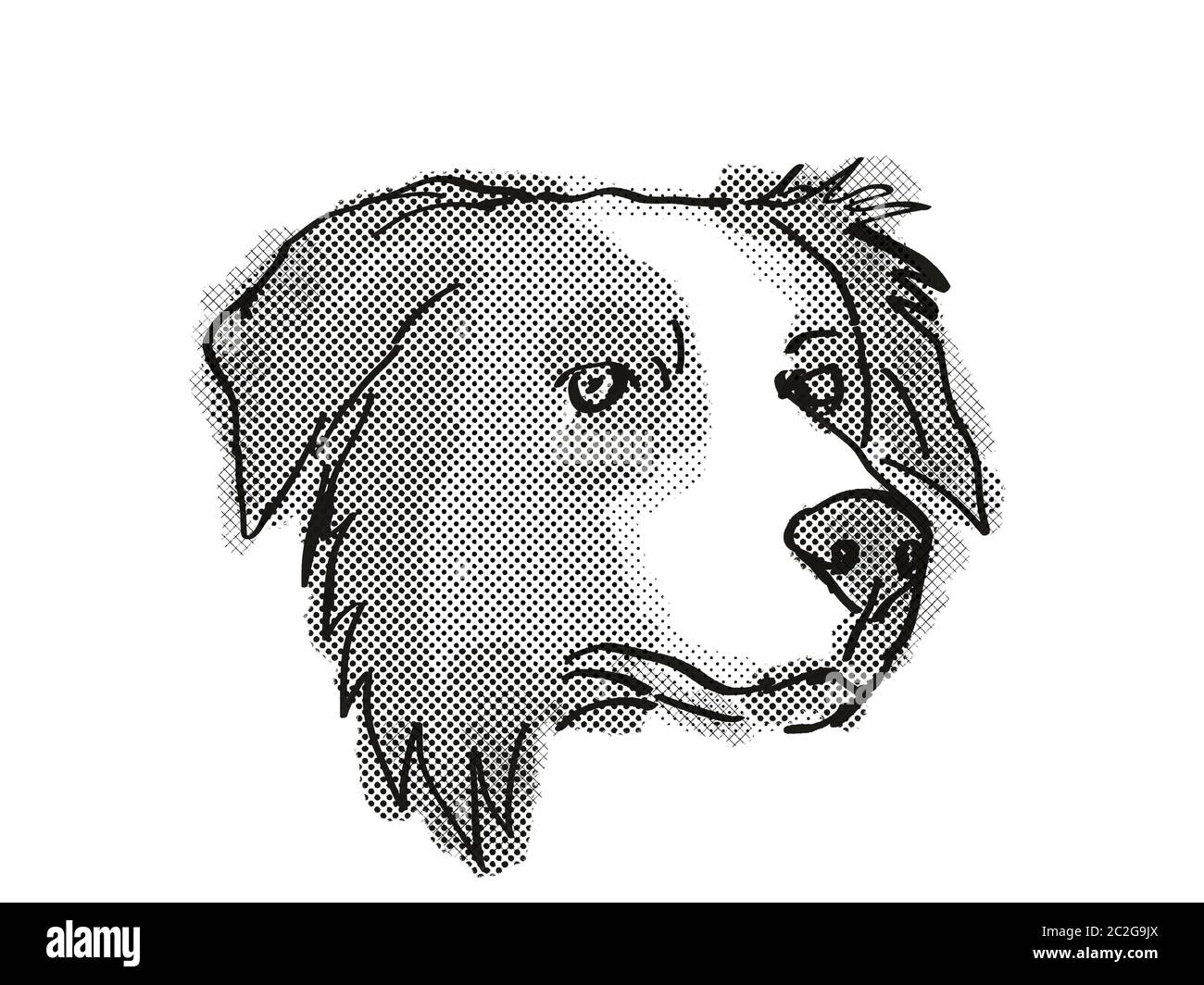 Retro cartoon style drawing of head of a Border Collie , a domestic dog ...