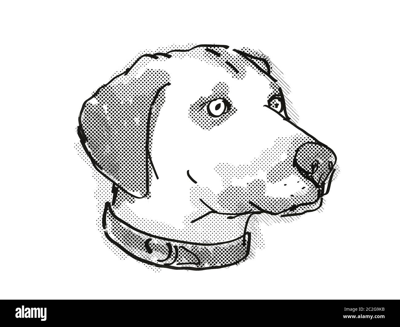 Retro cartoon style drawing of head of a Black Mouth Cur , a domestic ...
