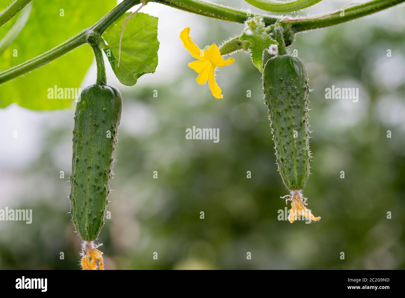 Greenhouse variety cucumber hi-res stock photography and images - Alamy