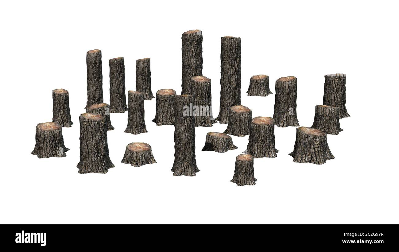 Tree stumps on the ground hi-res stock photography and images - Alamy