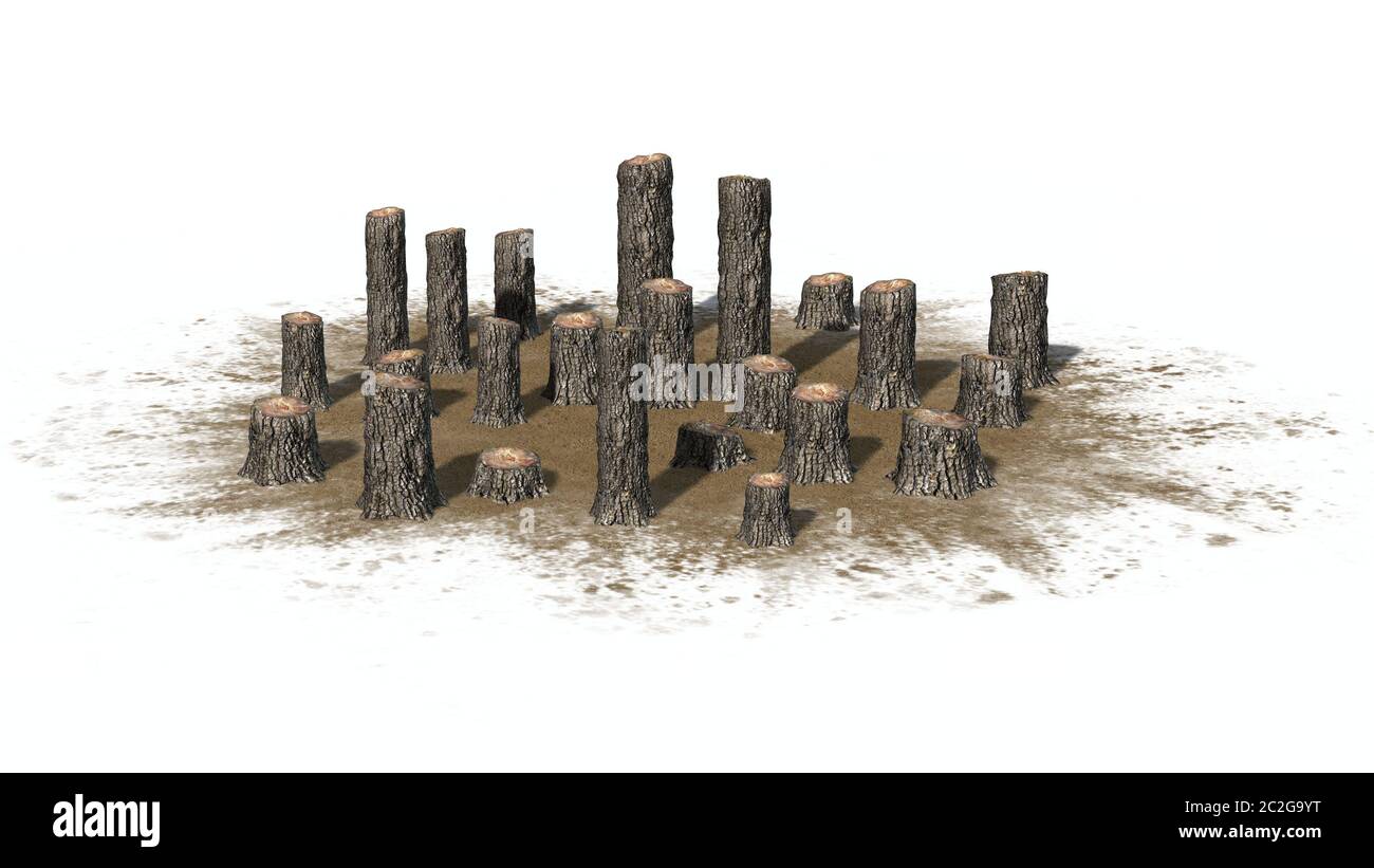many several tree stumps on a sand area Stock Photo - Alamy
