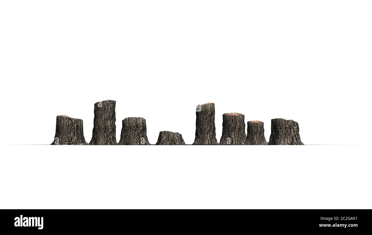 Tree stumps on the ground hi-res stock photography and images - Alamy