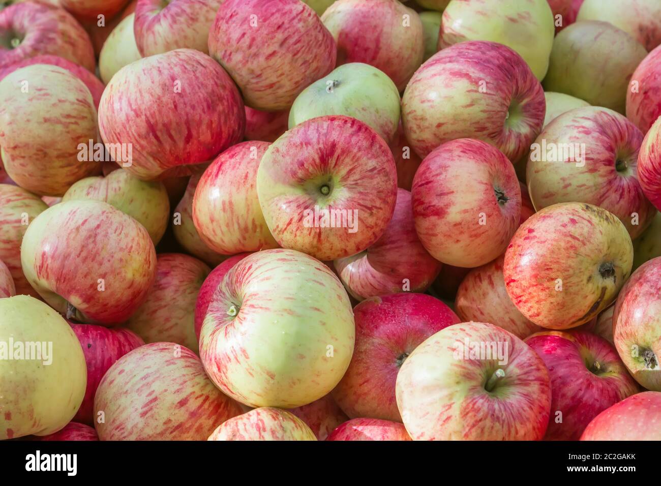 Apple red melba hi-res stock photography and images - Alamy