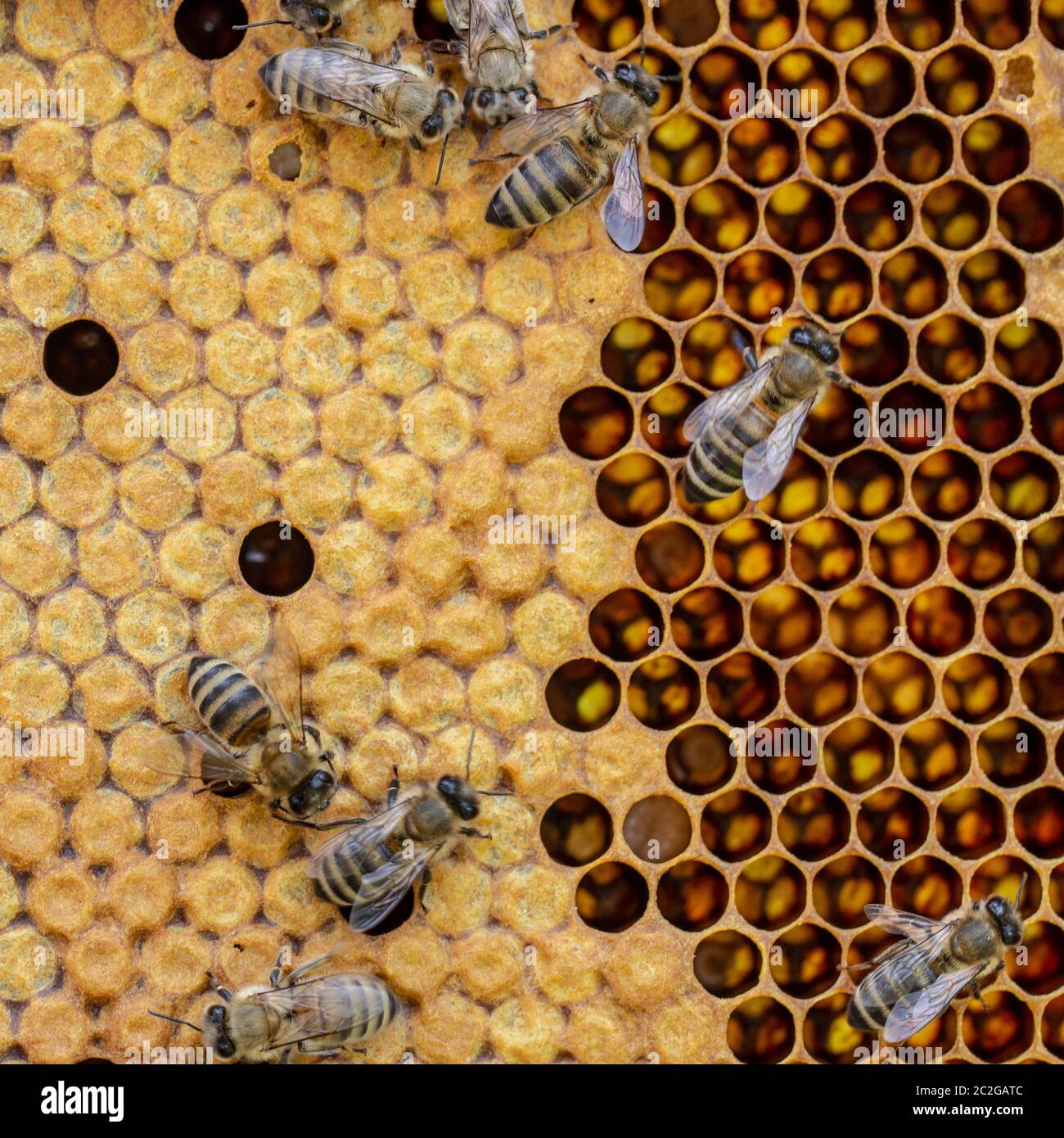 The concept of beekeeping, the texture of a honeycomb cell, on which ...
