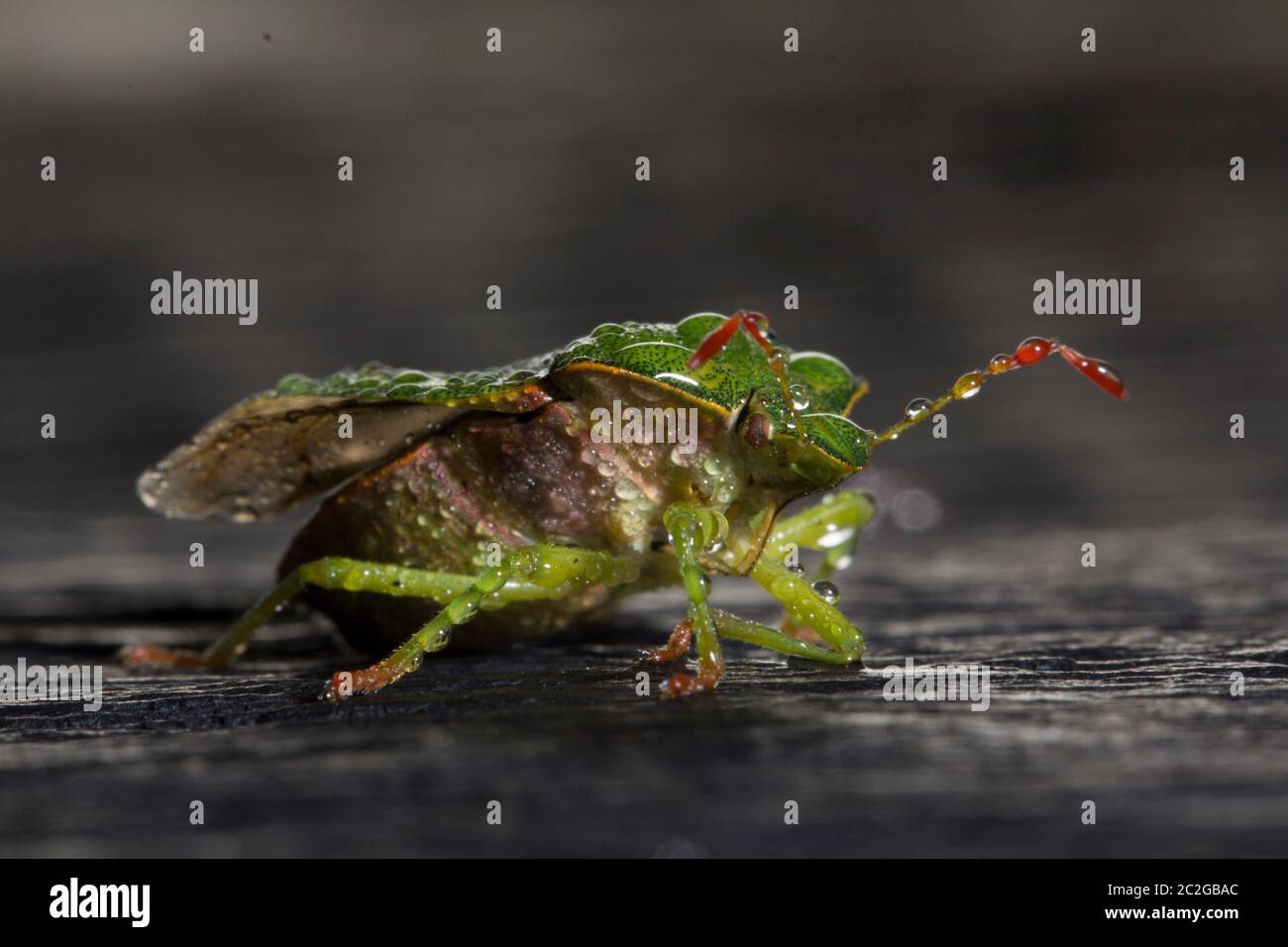 Dolycoris baccarum, the sloe bug, is a species of shield bug in the ...
