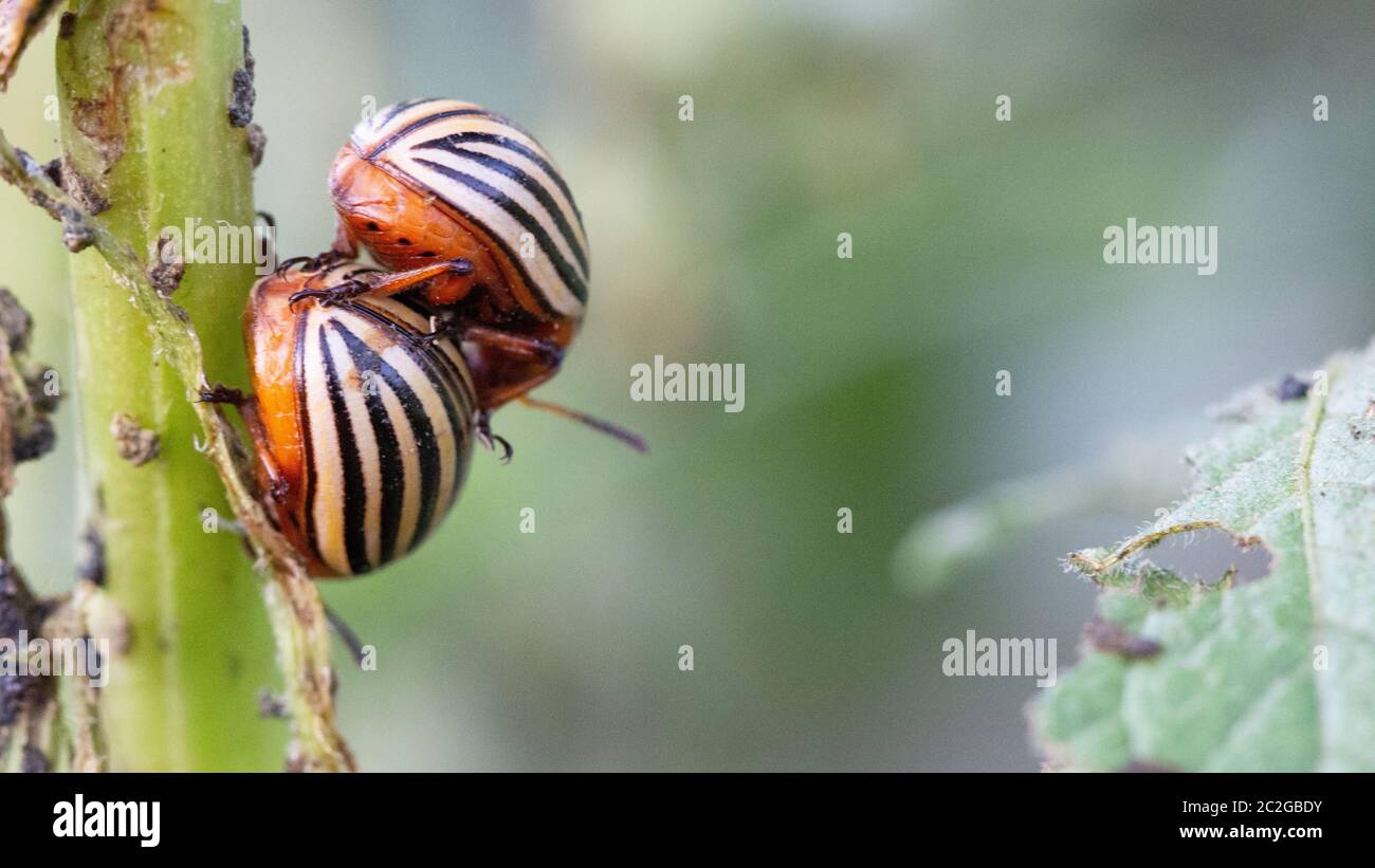 Colorado beetle eats potato leaves hi-res stock photography and images ...