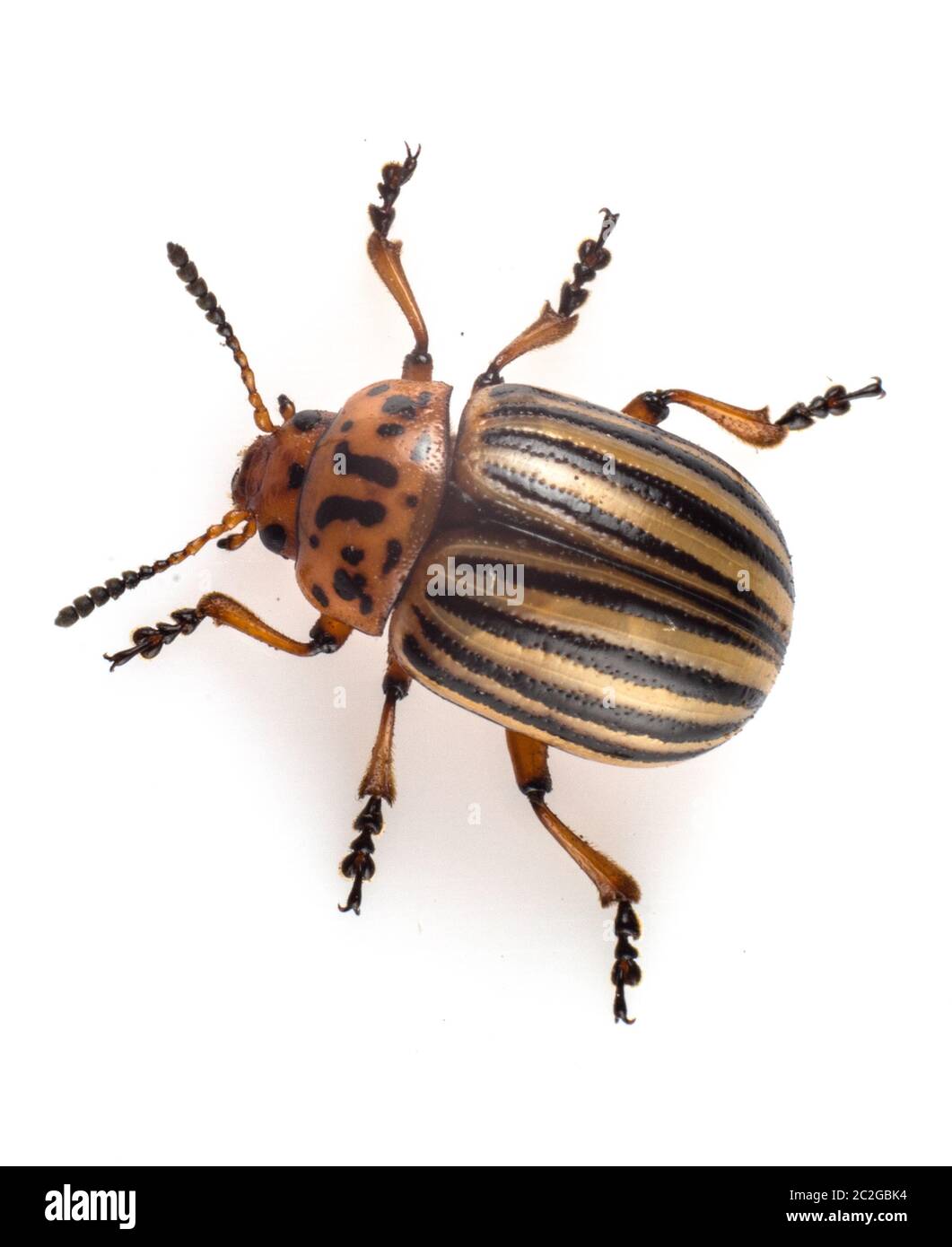 Leptinotarsa decemlineata The Colorado potato beetle is a serious pest ...