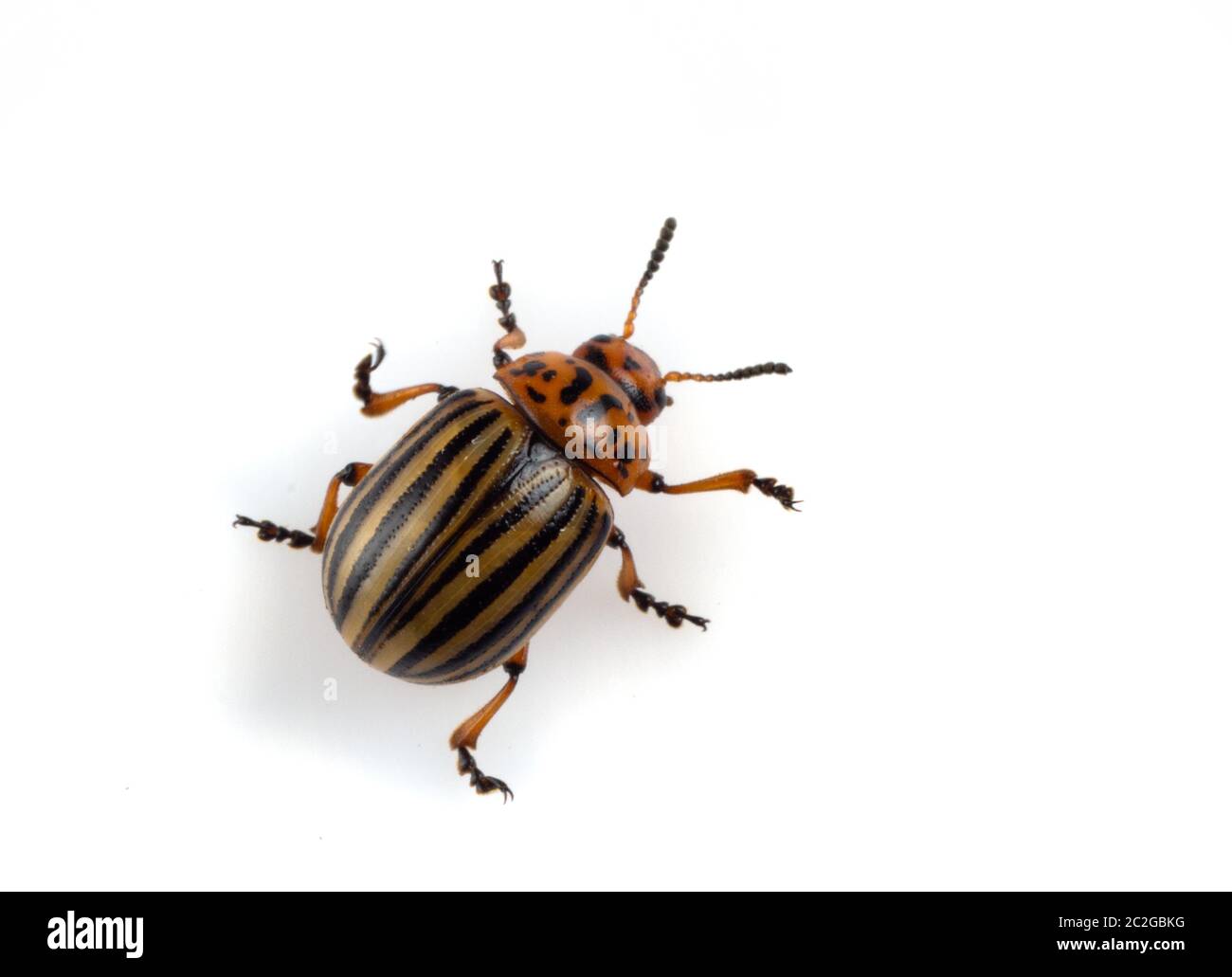 Leptinotarsa decemlineata The Colorado potato beetle is a serious pest ...