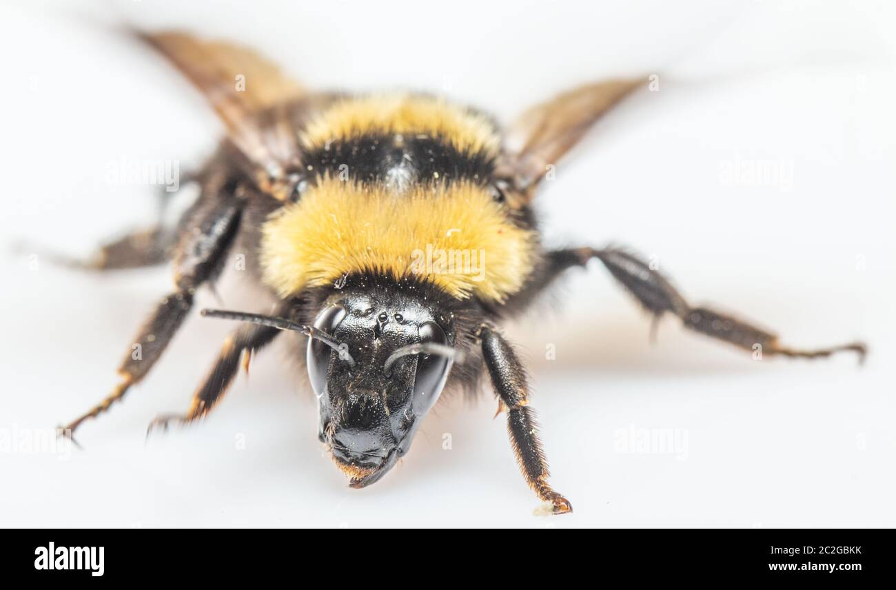 Bumblebee flaps its wings on a white background Stock Photo - Alamy