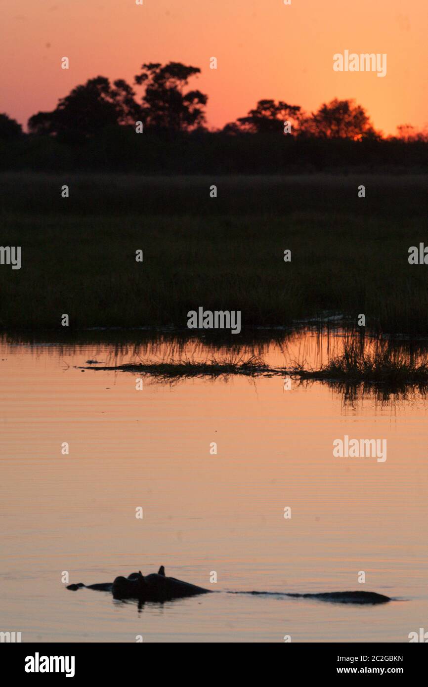 The hyppo hi-res stock photography and images - Alamy