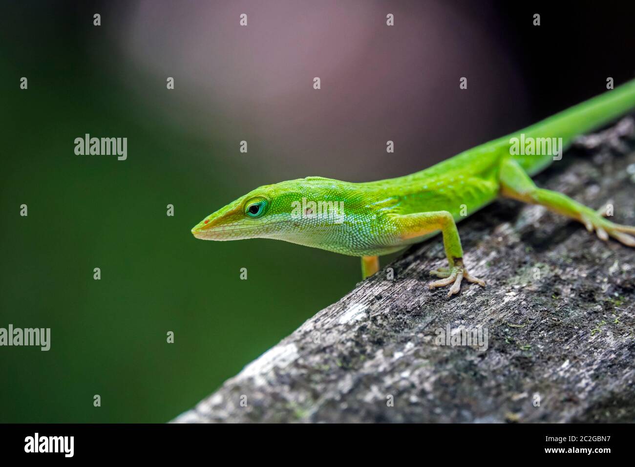 Carolina anoles hi-res stock photography and images - Alamy