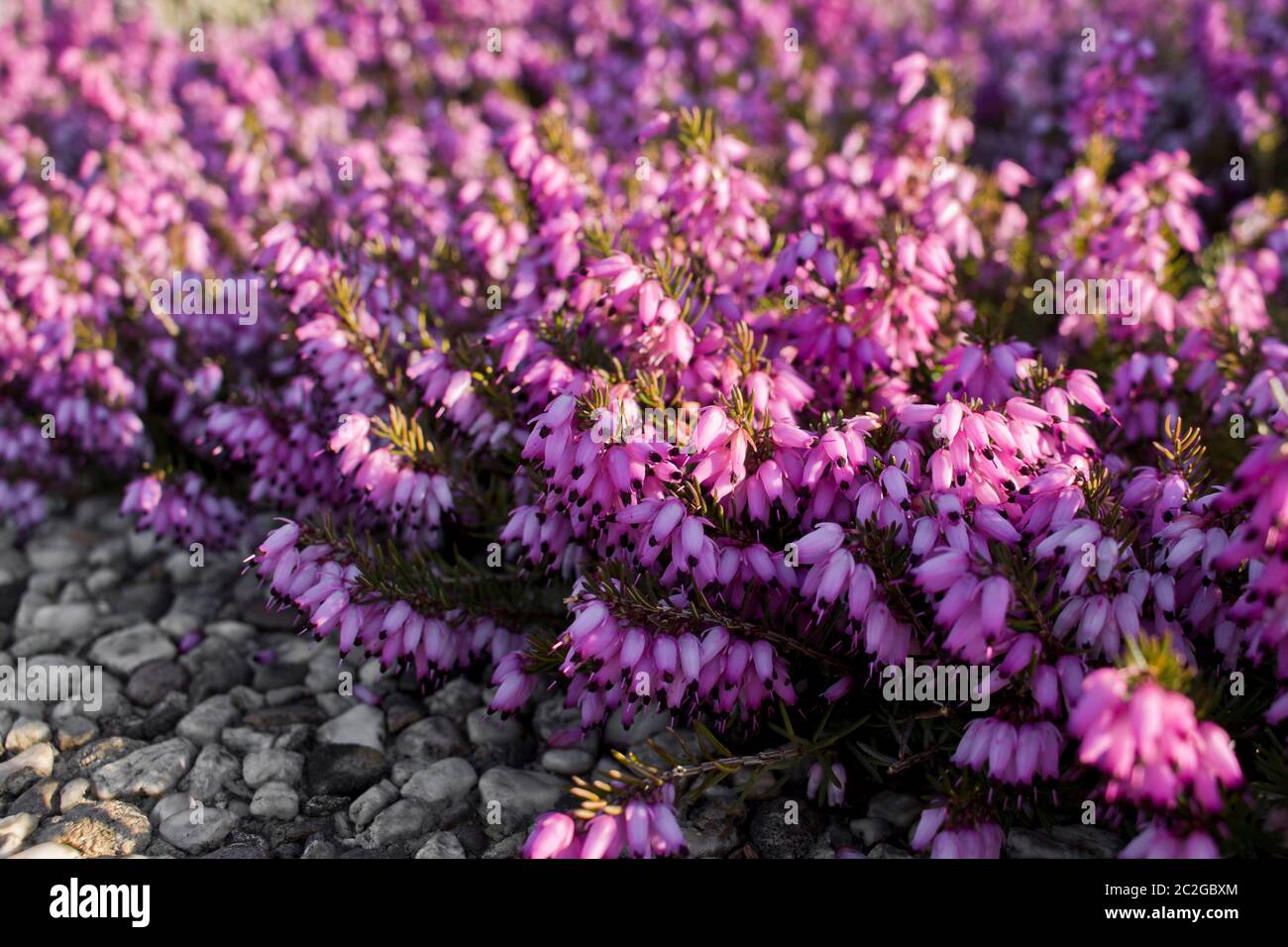 Heather field background flower hi-res stock photography and images - Alamy