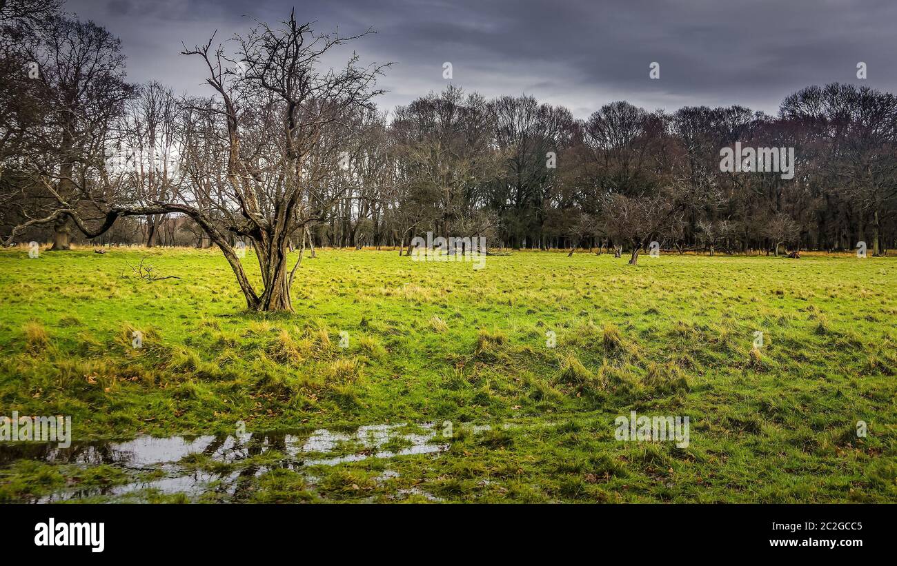 Twisted, lopsided tree on the wet grassland with puddle on dark forest ...