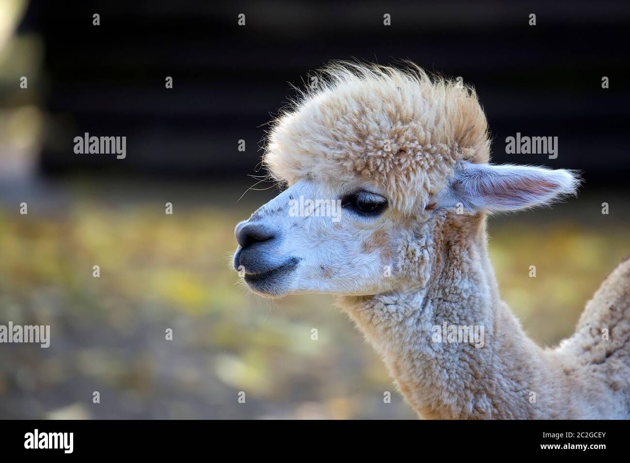 Alpaca, a portrait Stock Photo - Alamy