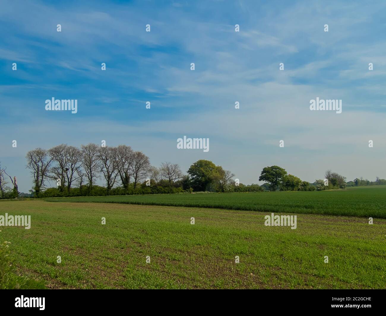An ancient hedgerow in the Suffolk countryside, UK Stock Photo - Alamy