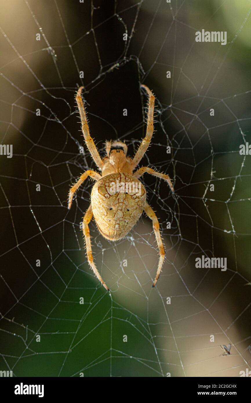 A scarce garden spider sits on a web, a big plan on a green background ...