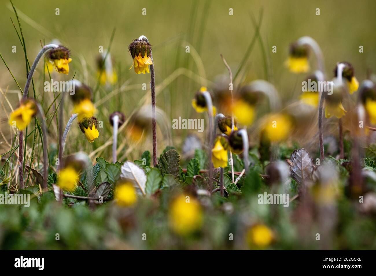 Flowers and Blossom of the Banff National Park Canada Stock Photo - Alamy