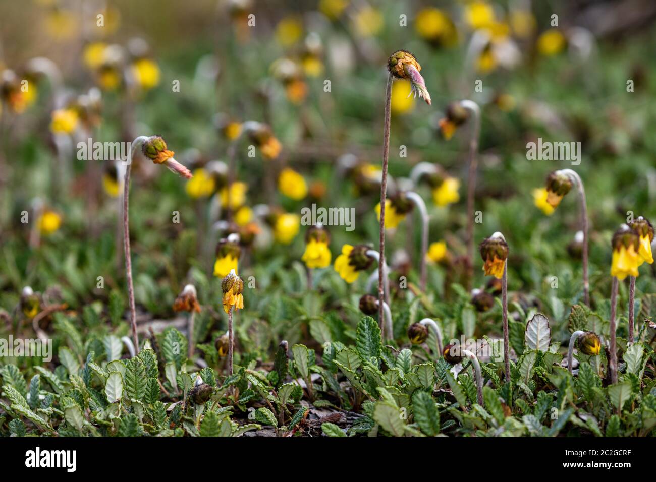 Flowers and Blossom of the Banff National Park Canada Stock Photo - Alamy