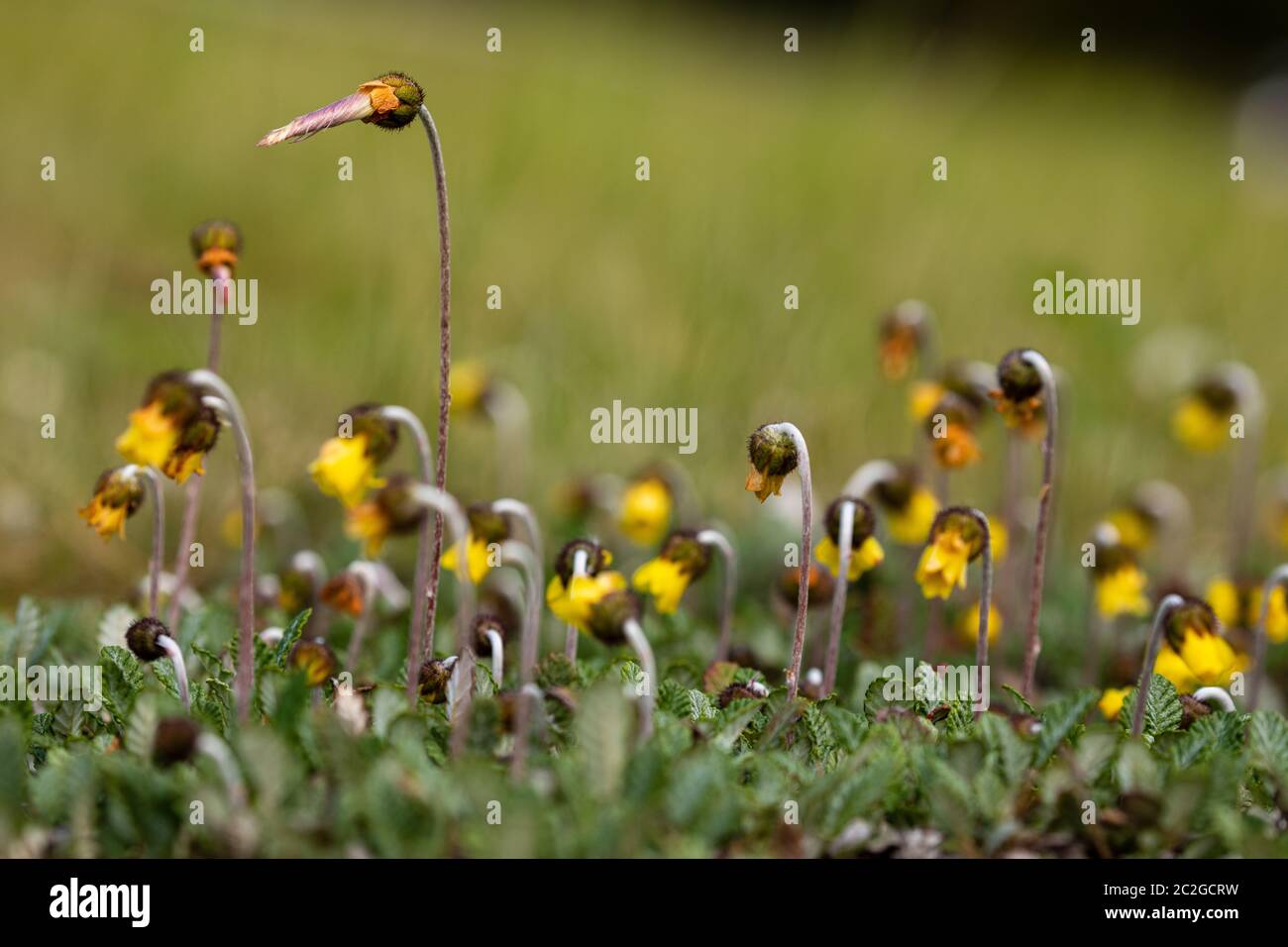 Flowers and Blossom of the Banff National Park Canada Stock Photo - Alamy