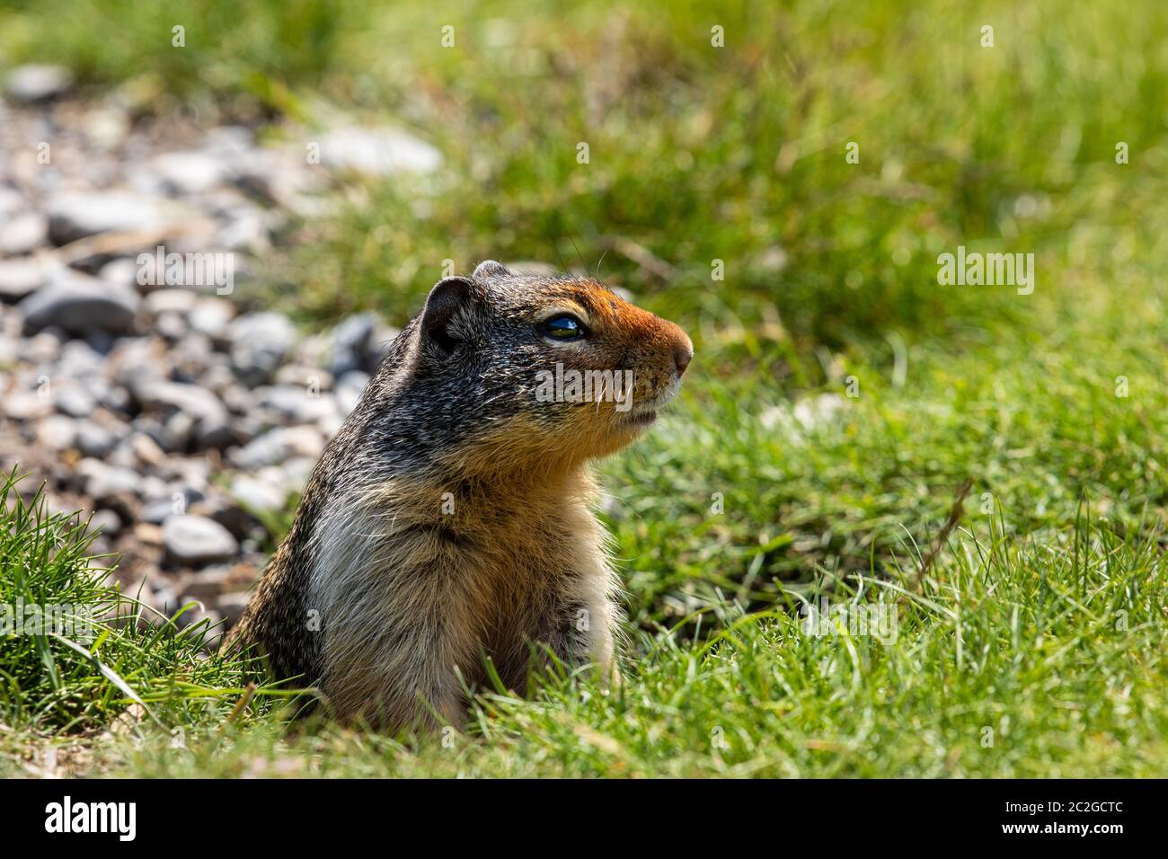 Ground Squirrel on a Meadow Stock Photo - Alamy