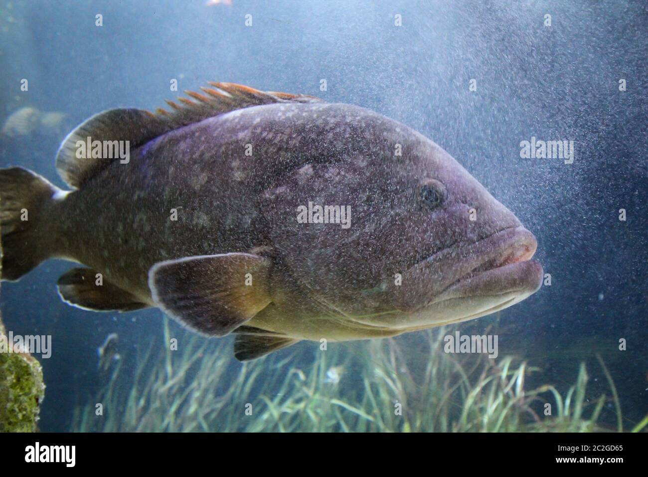 a big fish in the reef Stock Photo - Alamy