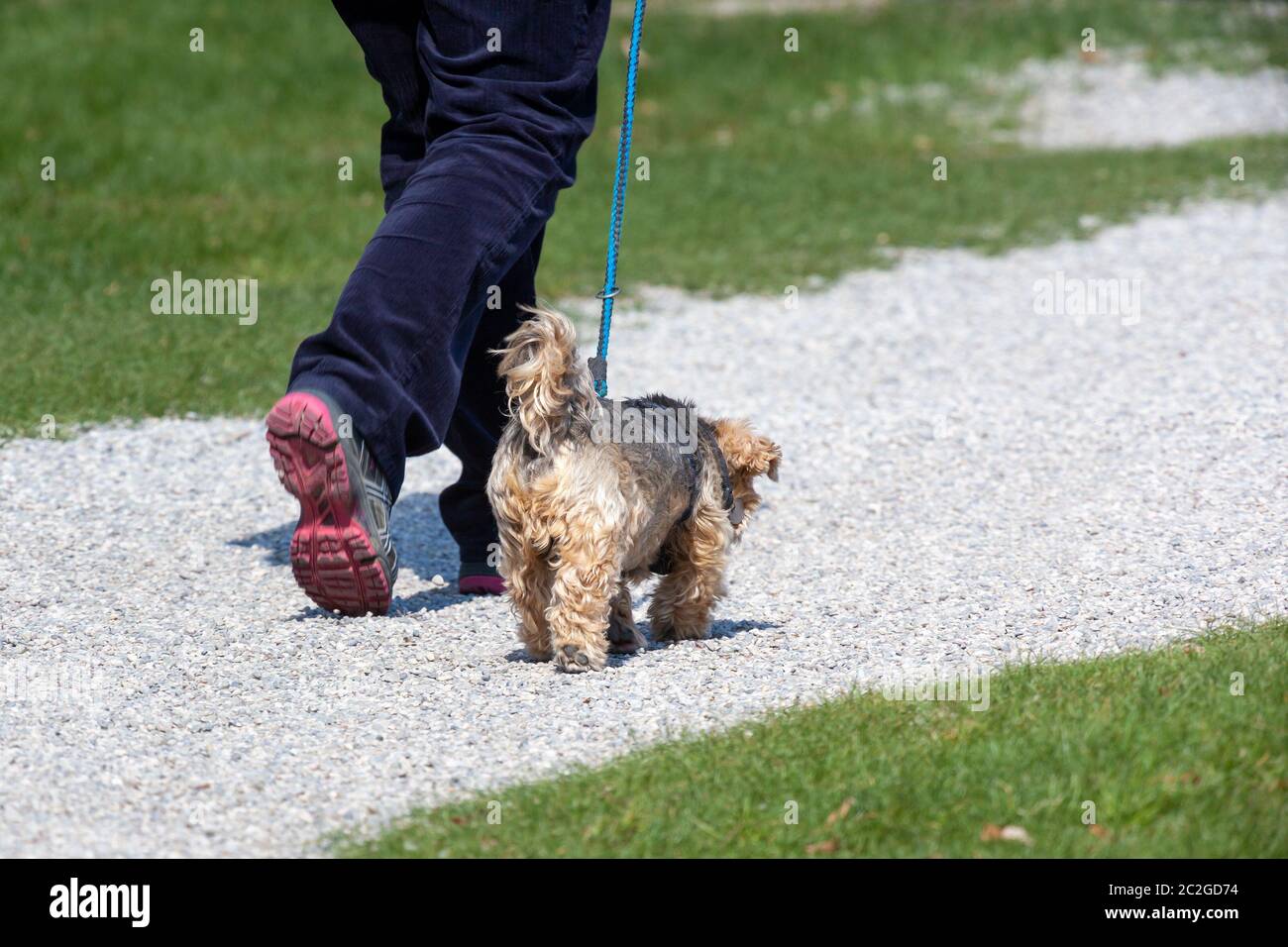 walk with the dog friend Stock Photo - Alamy