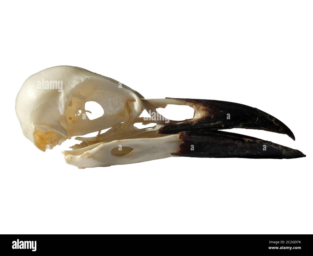 Raven crow corvus corone Cut Out Stock Images & Pictures - Alamy
