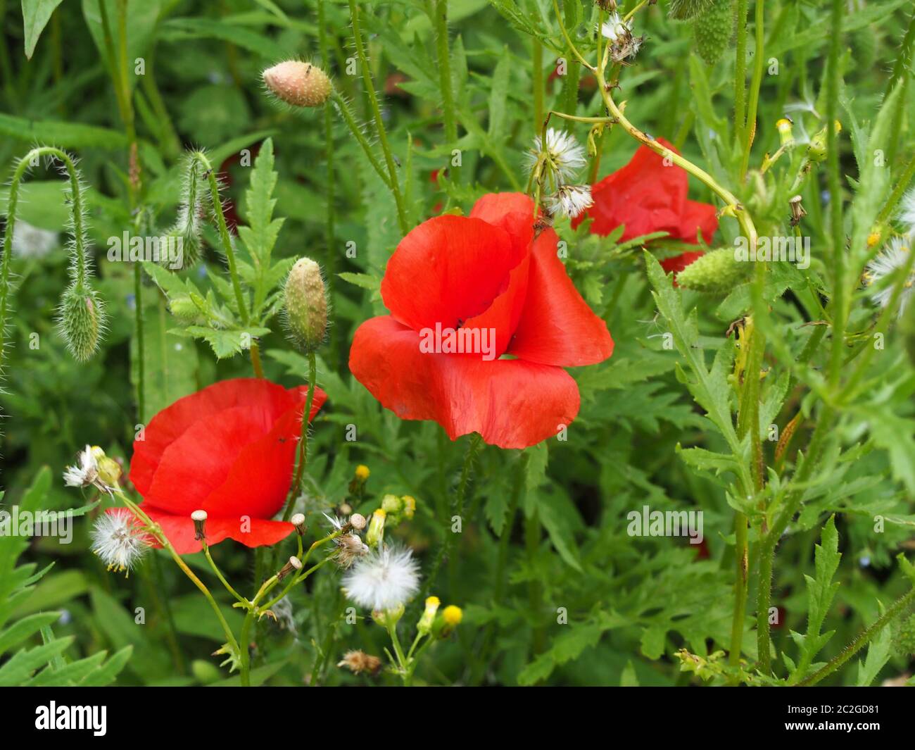 bright red common corn flowers with buds in a summer meadow background ...