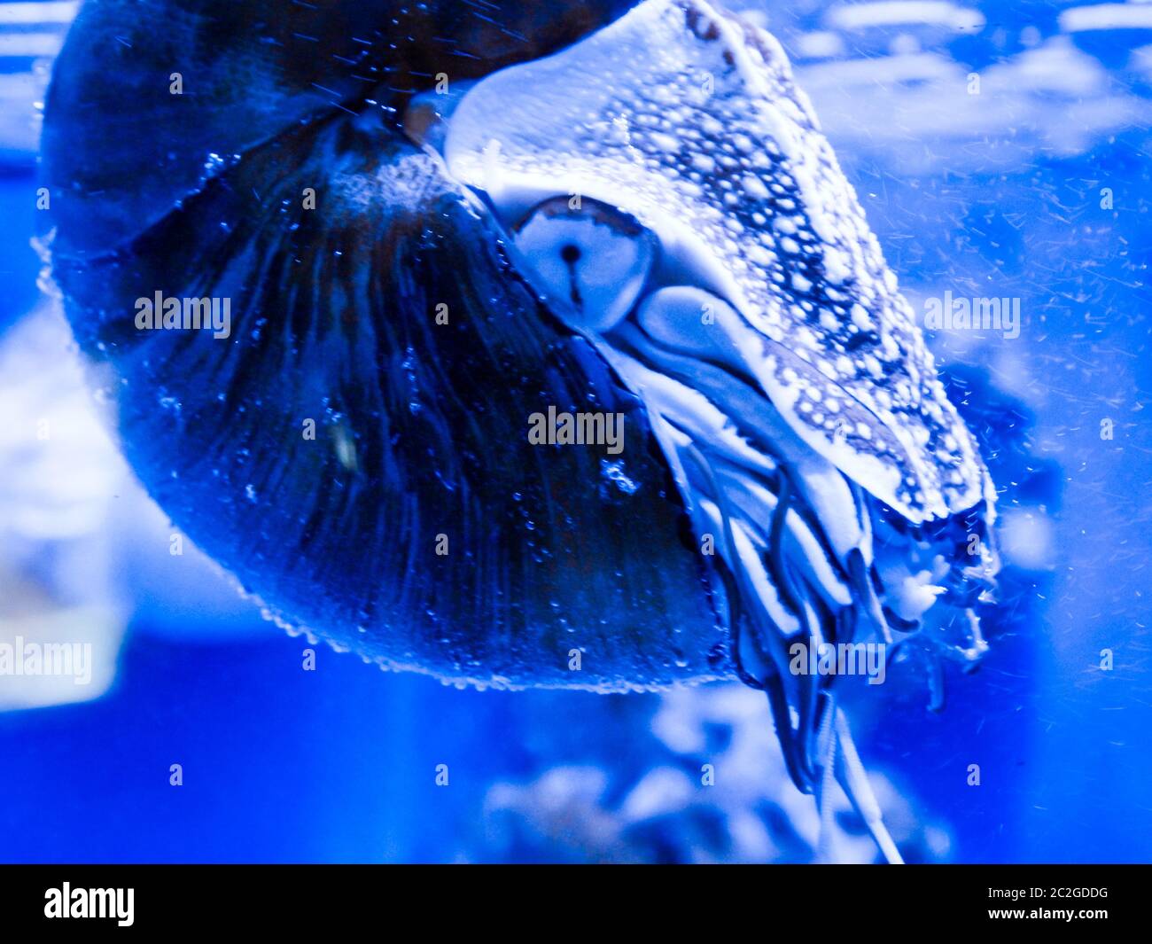 a pristine-looking fish Stock Photo - Alamy