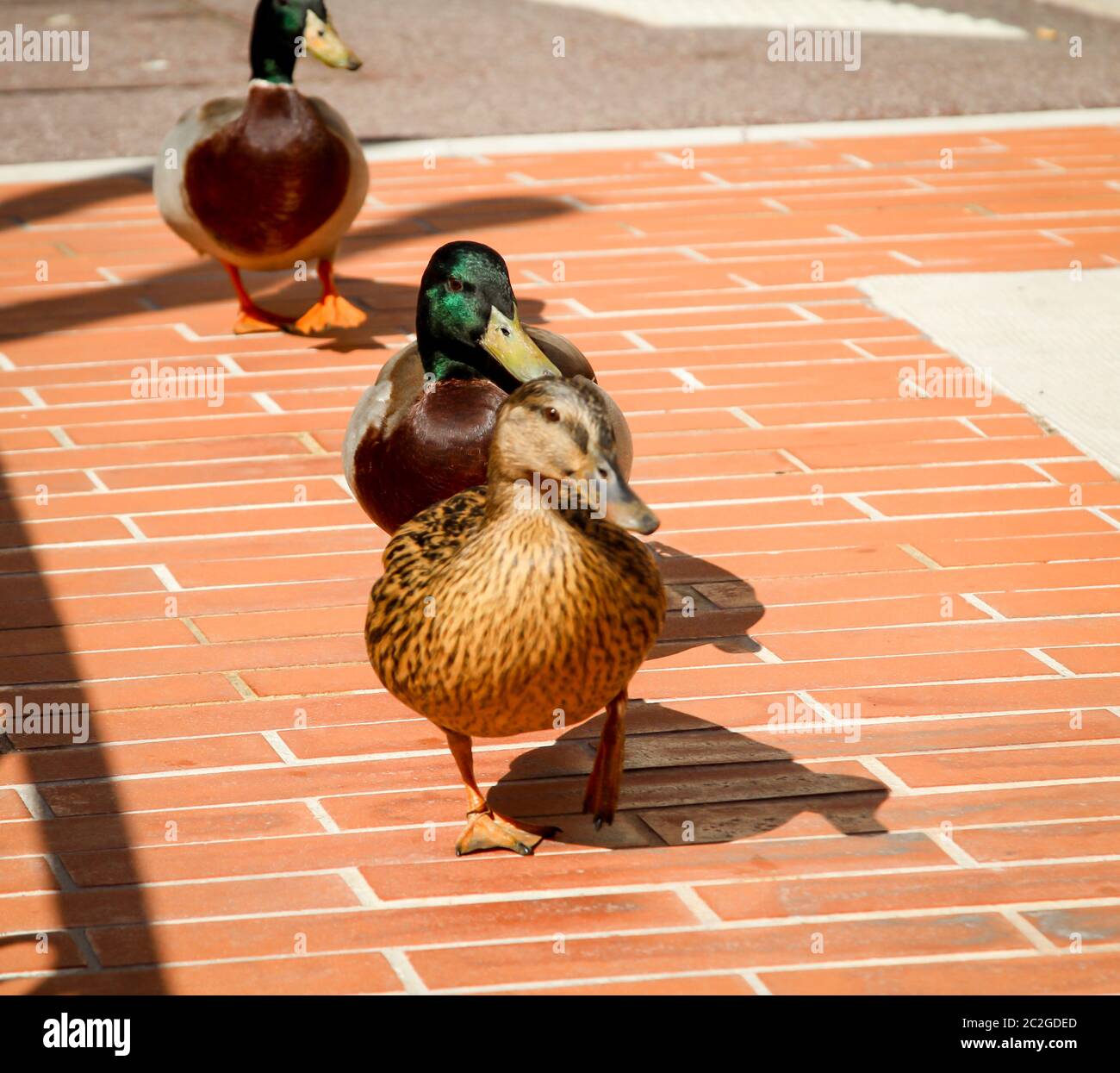 View, portrait of a mallard, mallards Stock Photo - Alamy