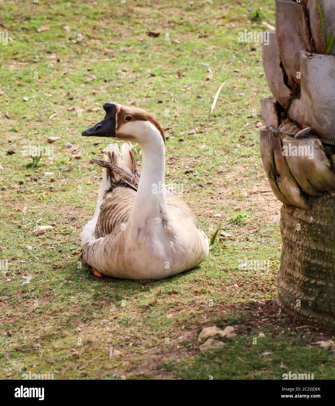 a goose, a tufted goose in a meadow Stock Photo - Alamy