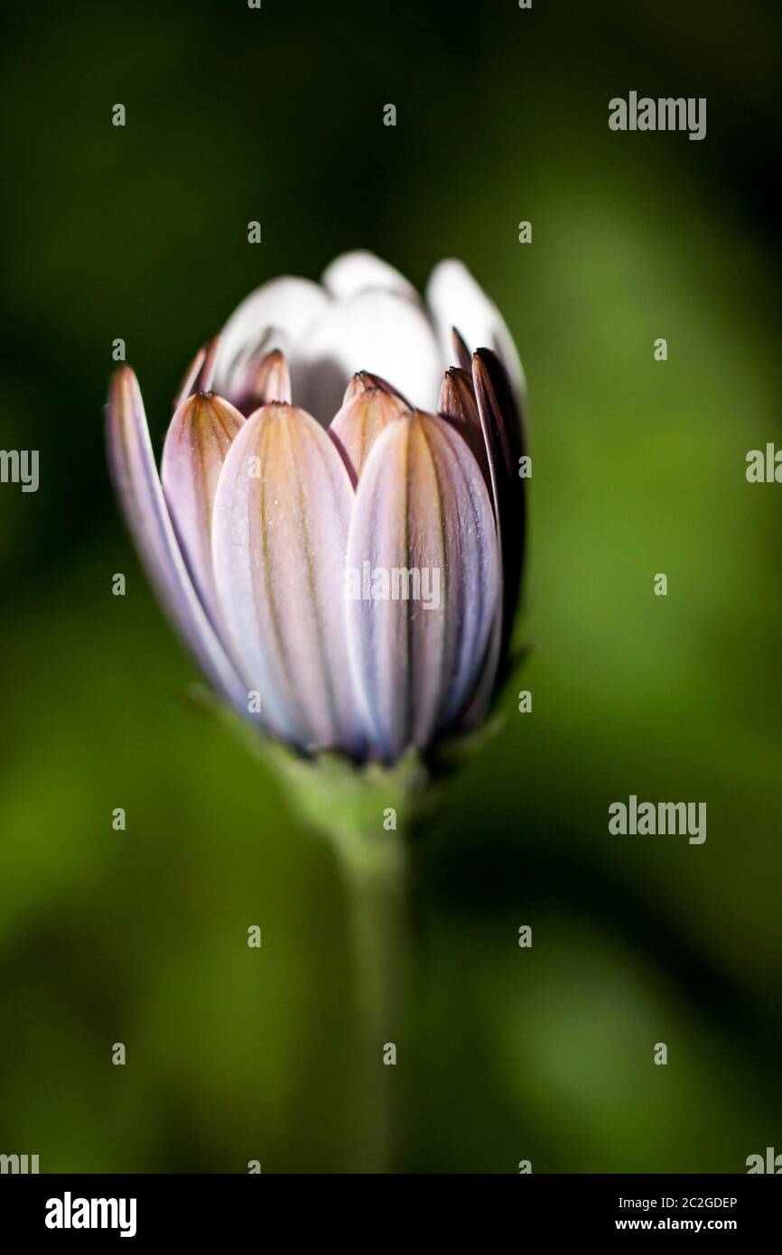 Macro of a flowering, taken in the night Stock Photo - Alamy