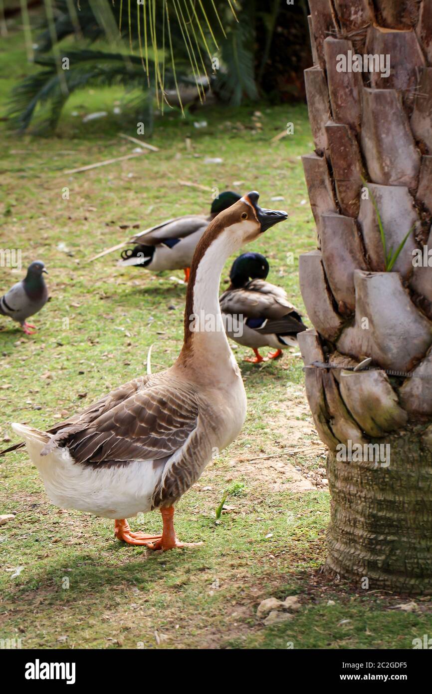 Tufted feather hi-res stock photography and images - Alamy