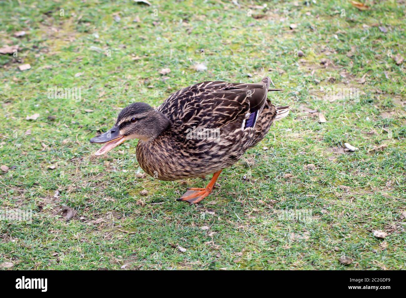 View, portrait of a mallard, mallards Stock Photo - Alamy