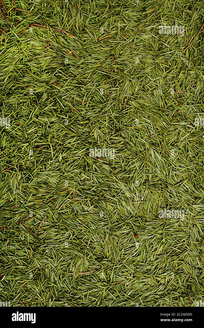 closeup Christmas background of green fur-tree needles Stock Photo - Alamy
