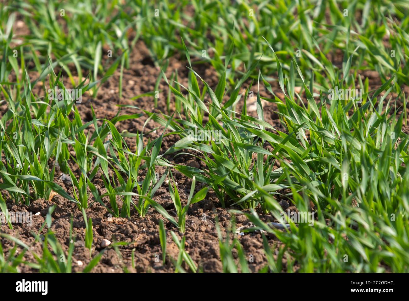 Fresh shoots of crops growing in a rural field in Suffolk, UK Stock ...