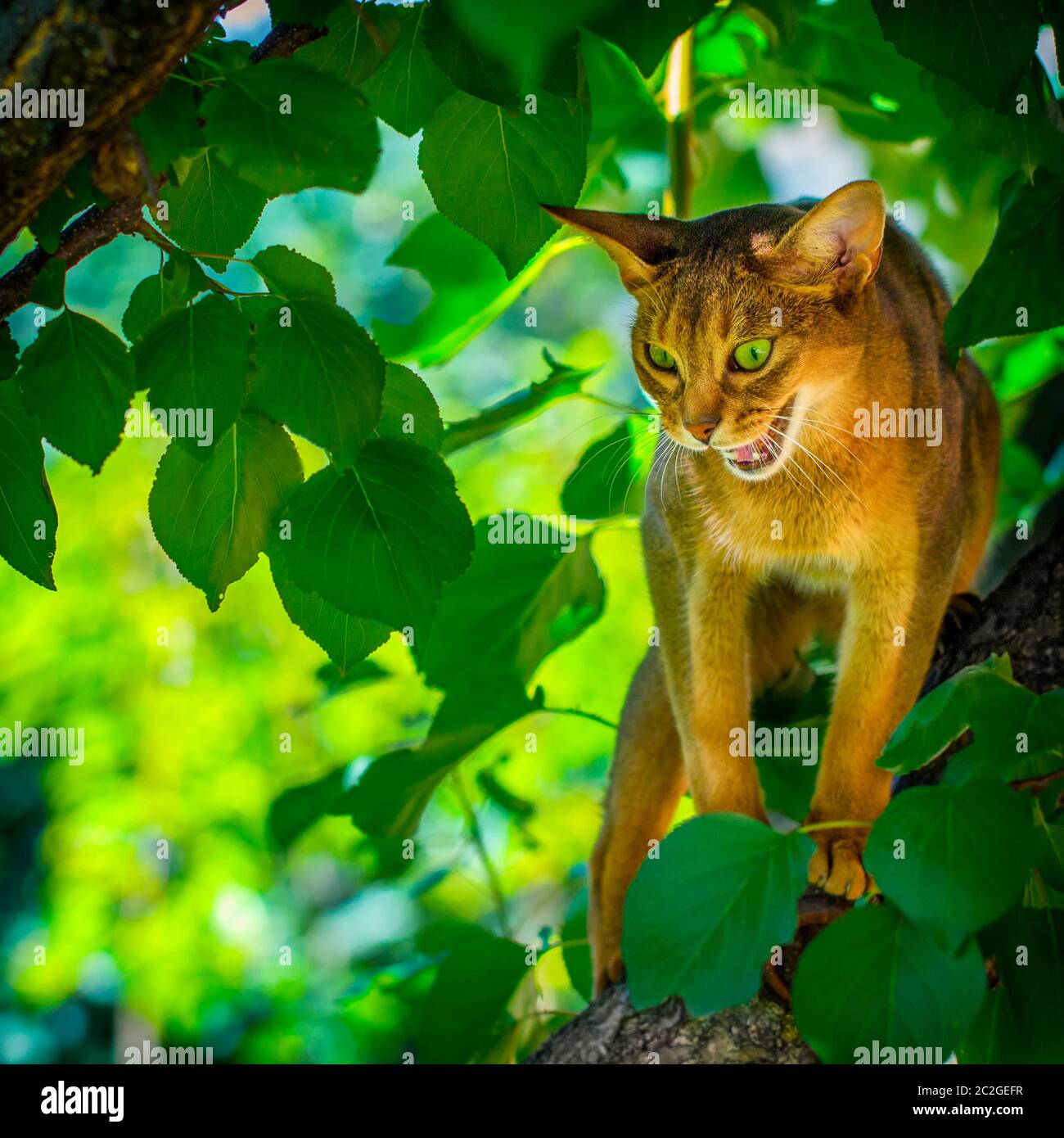 Felis catus demonstrates a bitter grunge sitting on an apple tree ...