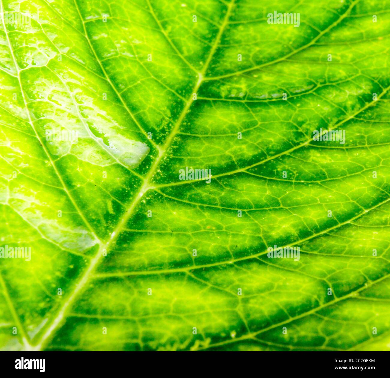 Green Leaf Background. Color image Stock Photo - Alamy