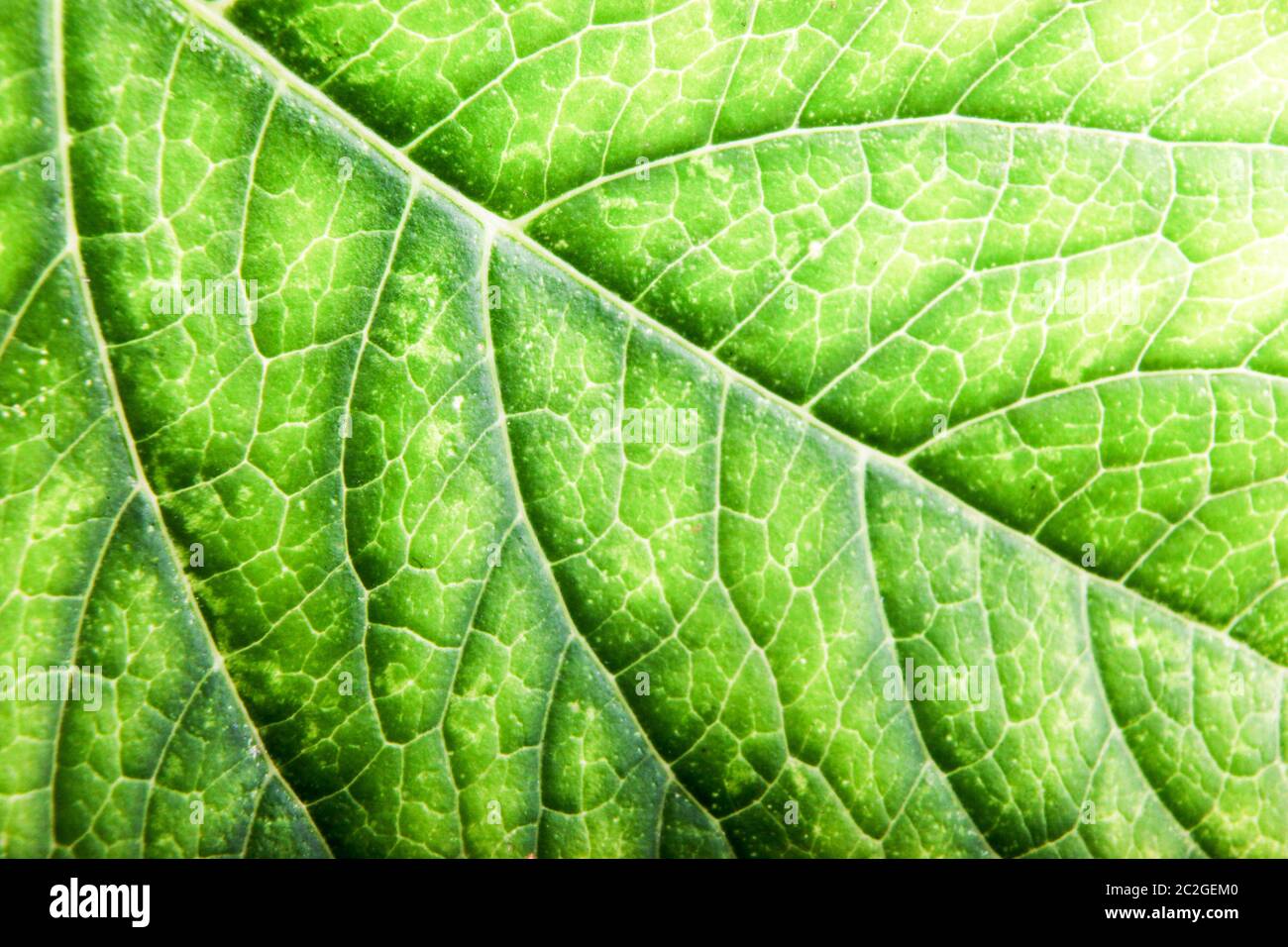 Green Leaf Background. Color image Stock Photo - Alamy