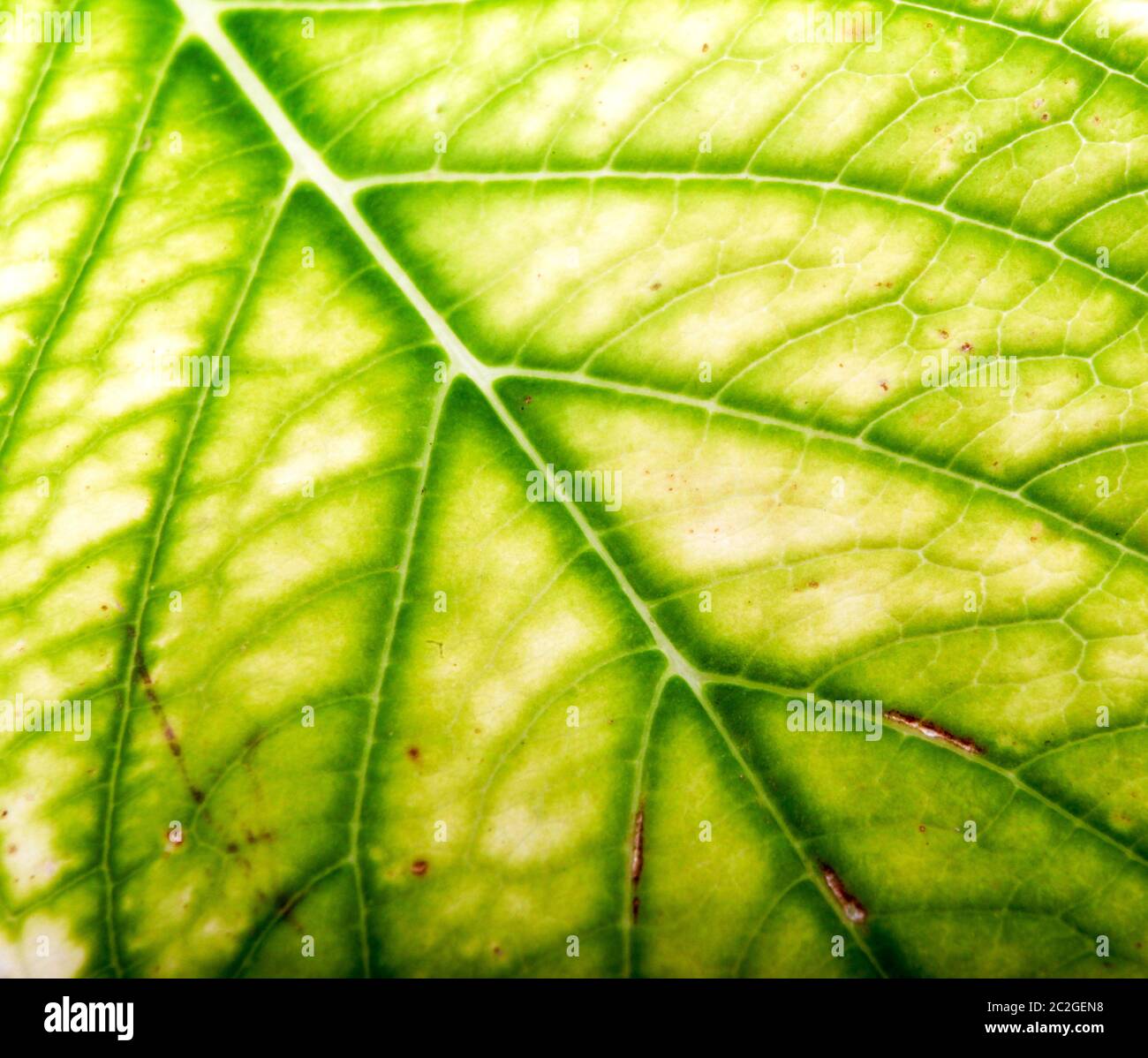 Green Leaf Background. Color image Stock Photo - Alamy