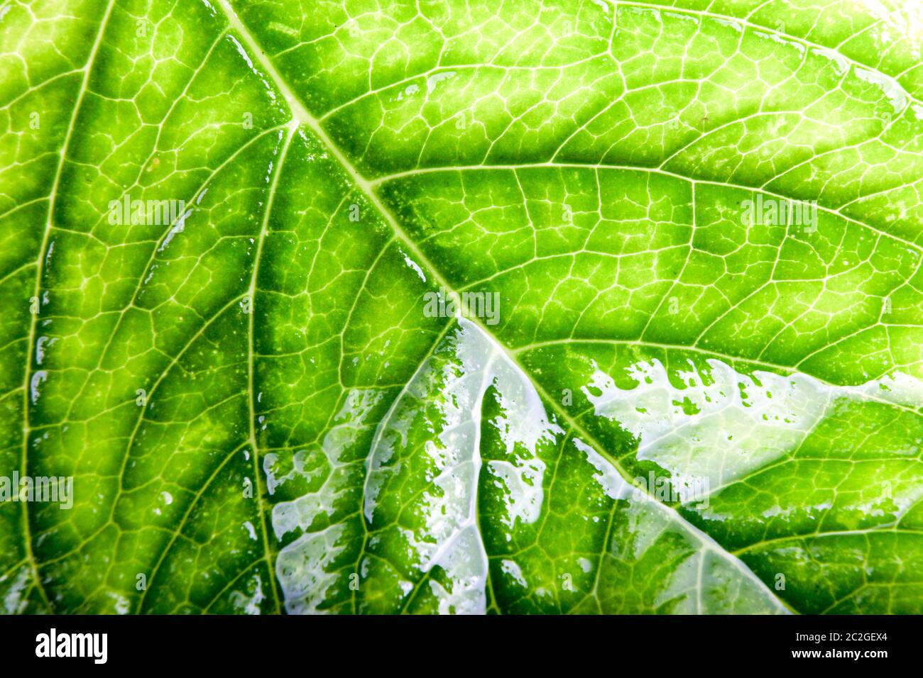 Green Leaf Background. Color image Stock Photo - Alamy